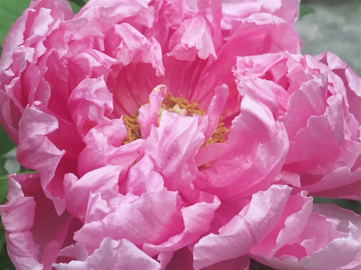 a date with peonies at Heze, Shandong | Colourful Threads of Life