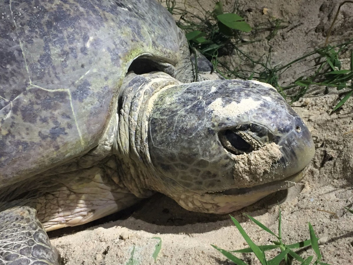 Selingan Island, Turtle Islands Park – a sanctuary for nature ...